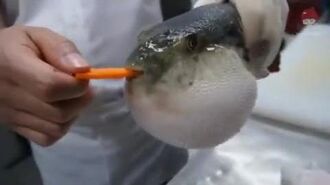 Pufferfish eating a Carrot | Teh Meme Wiki | Fandom