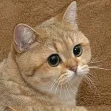 Cate | Teh Meme Wiki | Fandom