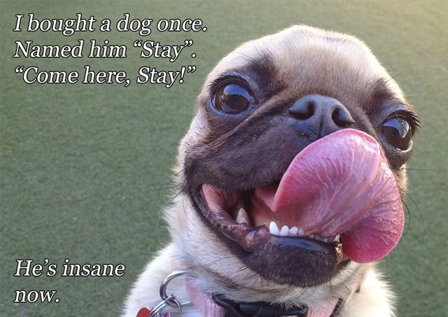 Stay the Dog | Teh Meme Wiki | FANDOM powered by Wikia