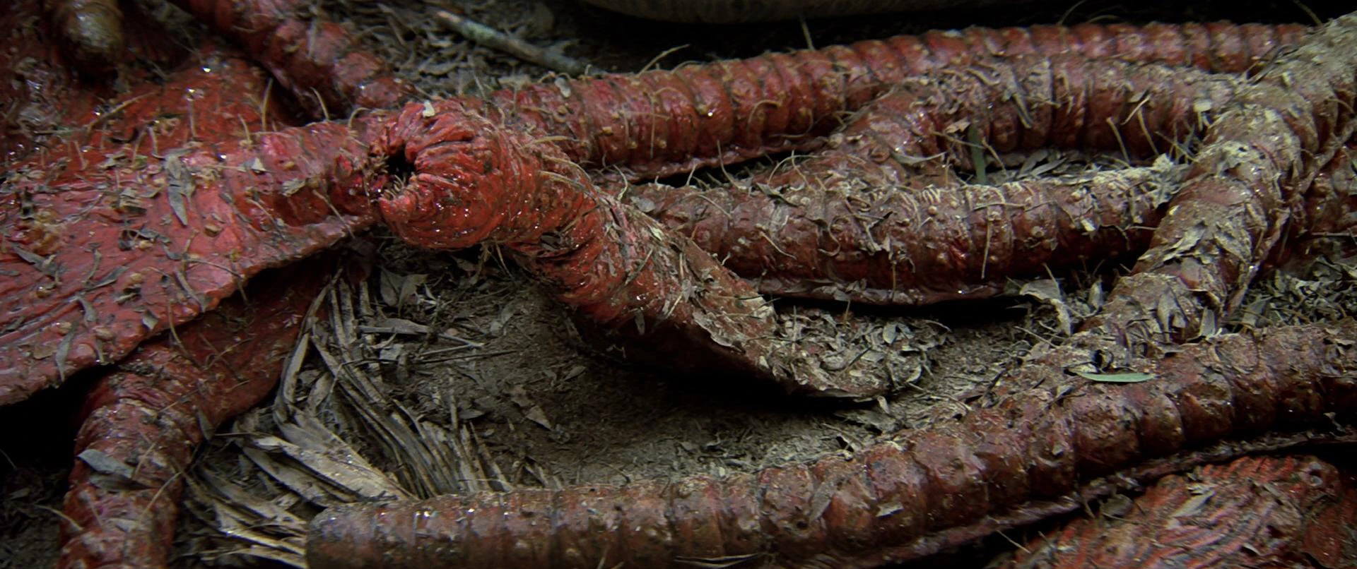 Worm | Memory Alpha | FANDOM powered by Wikia