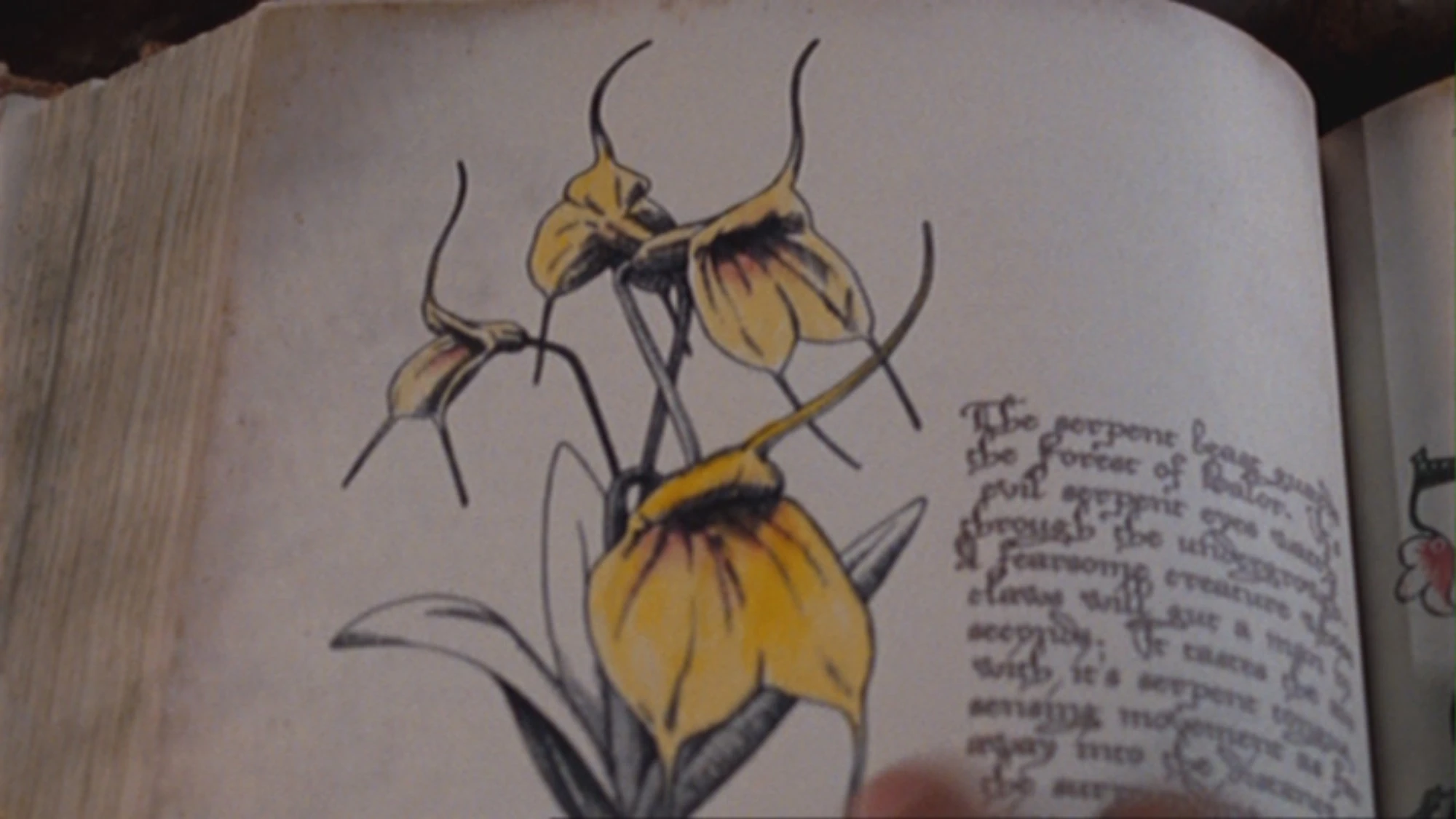 Mortaeus flower | Merlin Wiki | FANDOM powered by Wikia