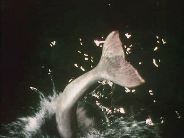 Miranda (Character) | Mermaid Wiki | Fandom