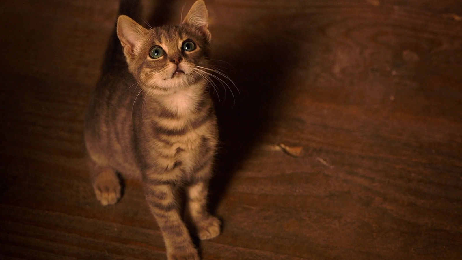 Mimi | Mia and Me Wiki | FANDOM powered by Wikia