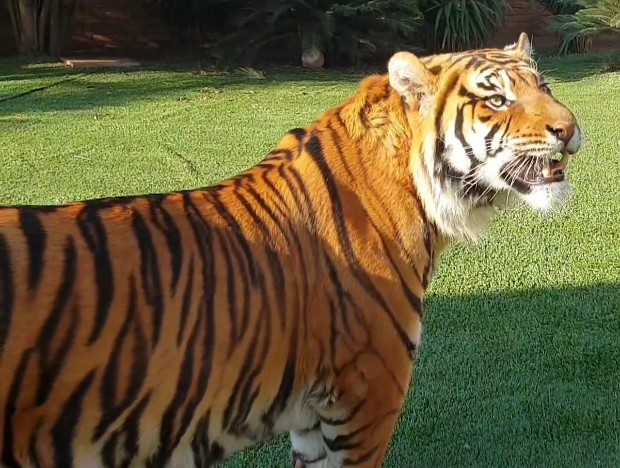 Diego | Michael Jamison Wiki | Fandom