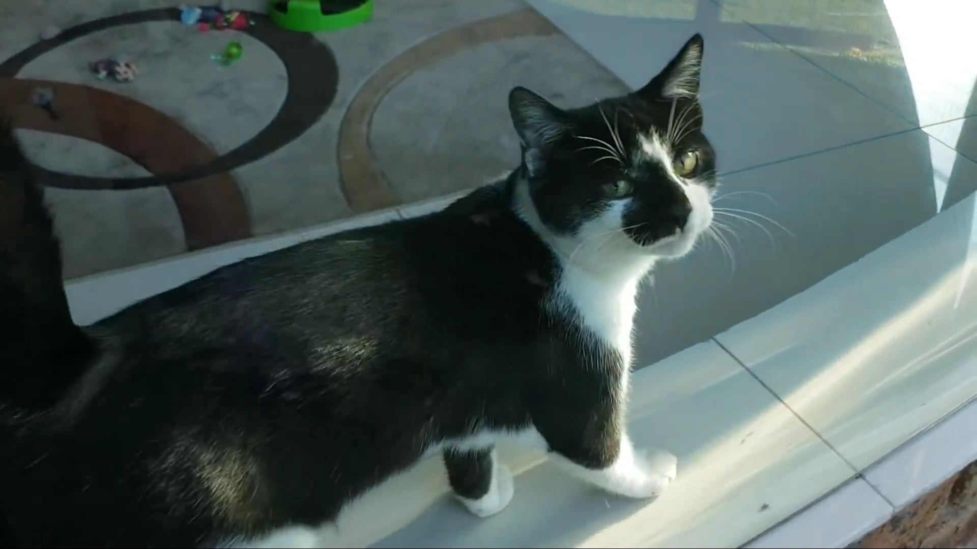 Oreo Diego/Gallery | Michael Jamison Wiki | Fandom