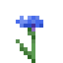 Cornflower | Minecraft Bedrock Wiki | Fandom