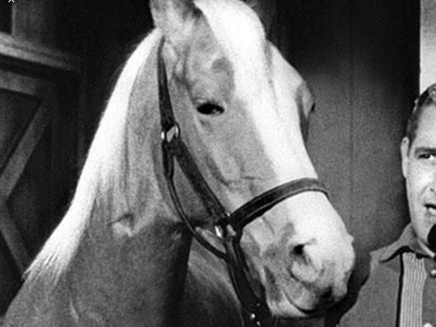 Mister Ed | Mister Ed Wiki | Fandom