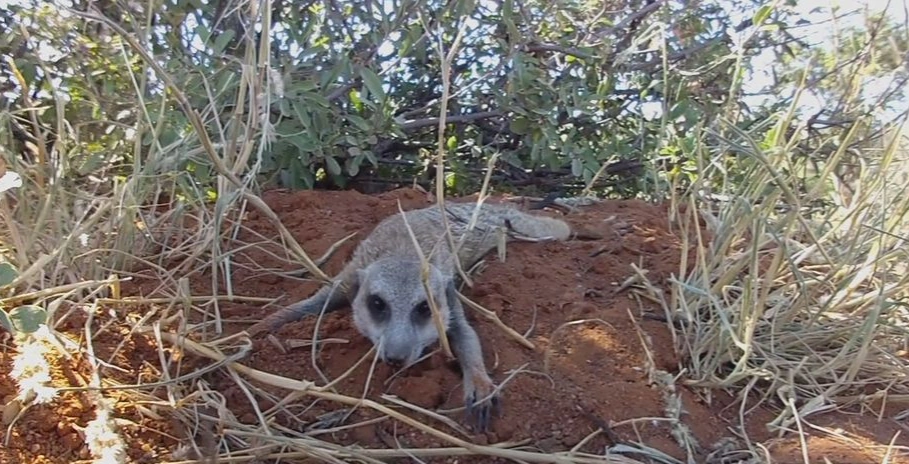 Mouse Topaz | Meerkats Fanon Wiki | Fandom