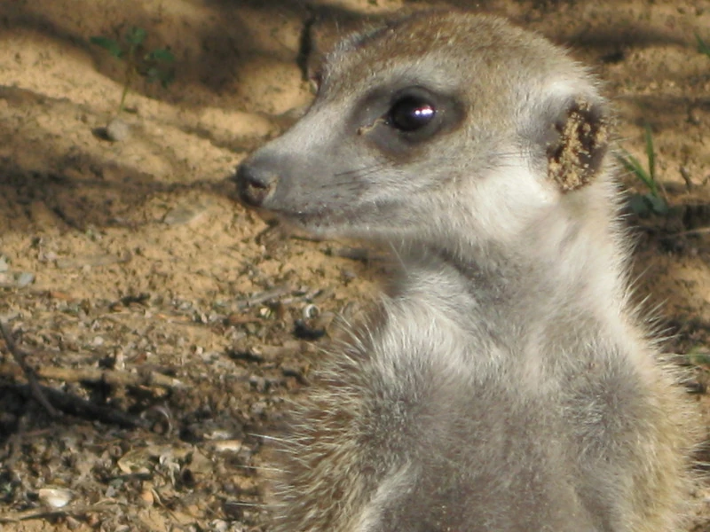 Muscle Buffs Ghostbusters | Meerkats Fanon Wiki | Fandom