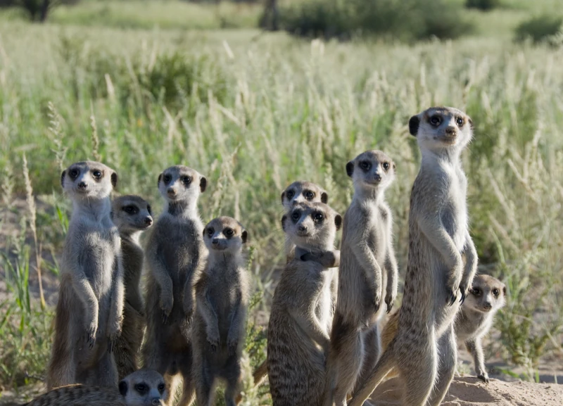 Warthog Mob | Meerkats Fanon Wiki | Fandom