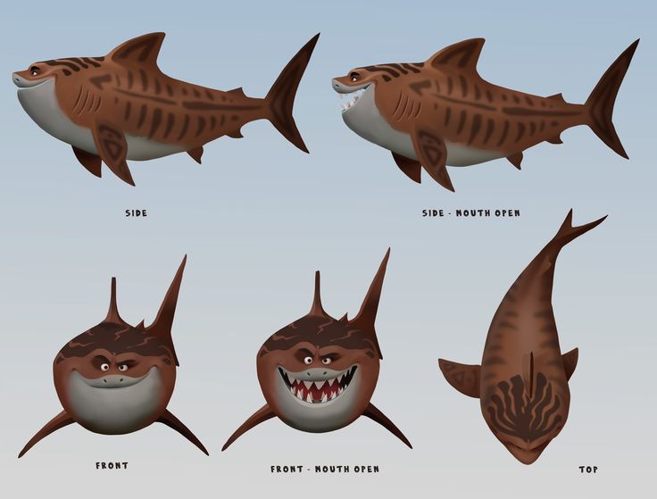 Image Maui Shark Ca Moana Wikia Fandom Powered By Wikia