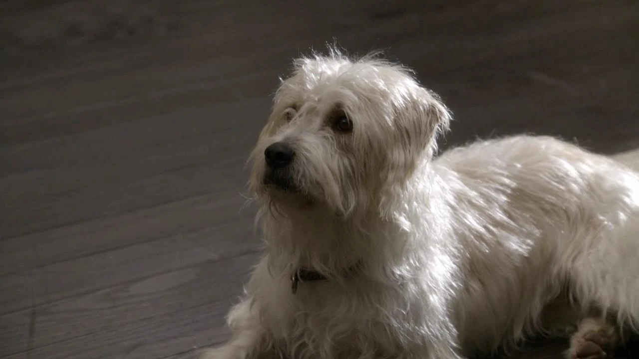 Scout | Modern Family Wiki | Fandom