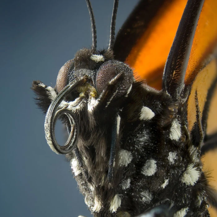 Butterfly Face Close Up at David Headrick blog