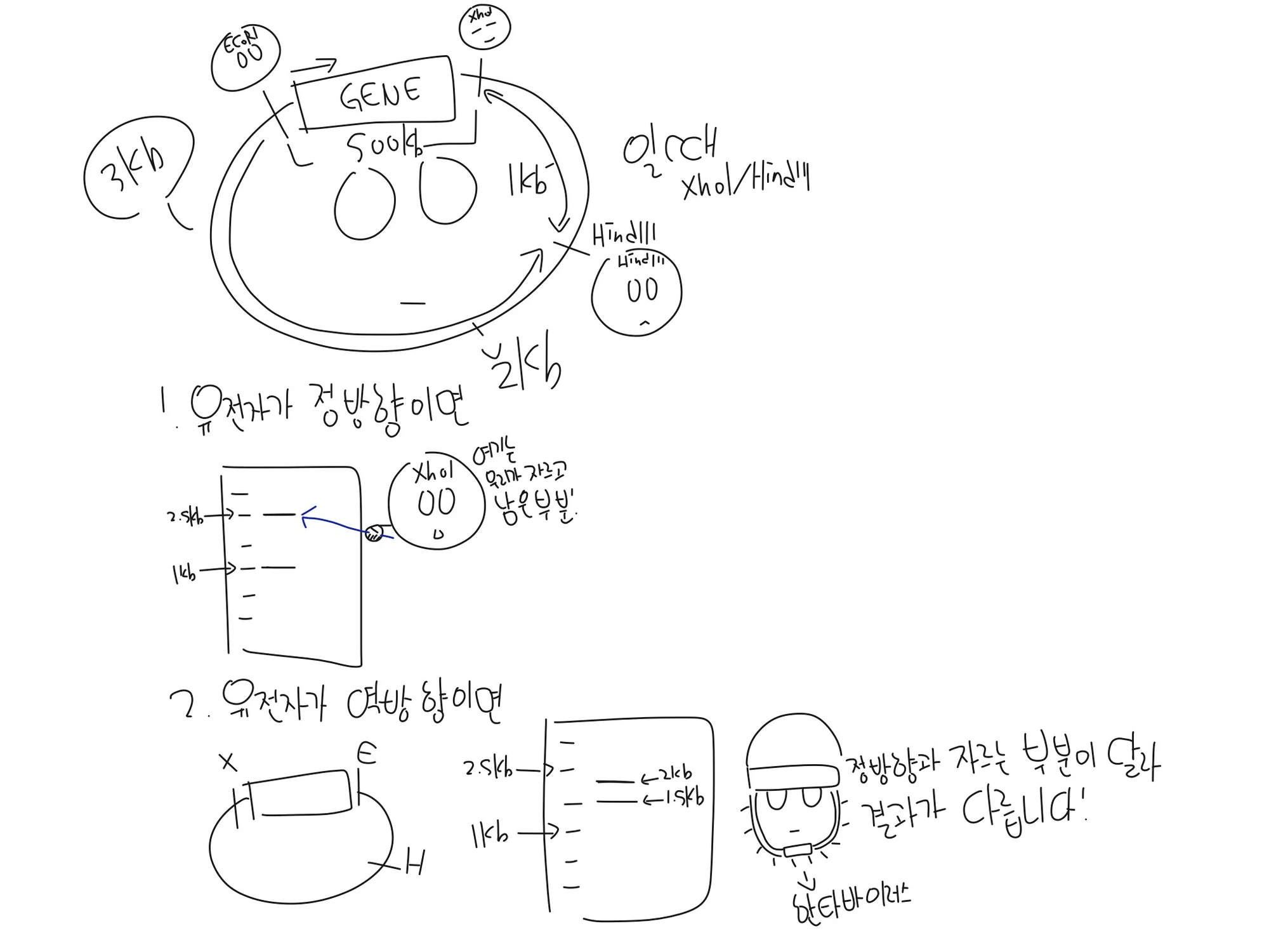 Restriction enzyme digestion | 분자생물학 위키 | Fandom