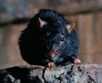 Ben the Rat | Monster and Slashers Wiki | Fandom