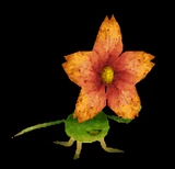 Plant | Monster Rancher Wiki | Fandom