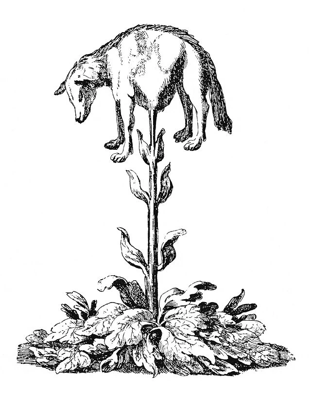 Vegetable Lamb of Tartary | Monster Wiki | Fandom