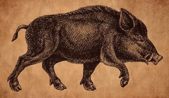 Sæhrímnir | Monster Wiki | Fandom