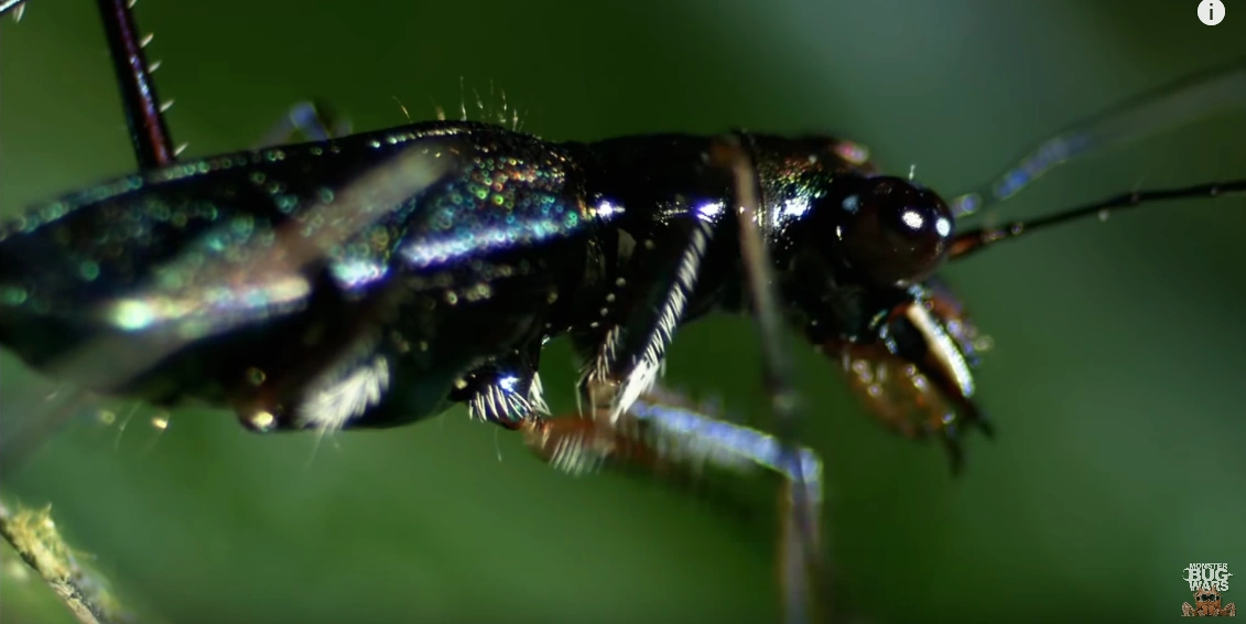 Jungle Tiger Beetle | Monster Bug Wars Wikia | Fandom