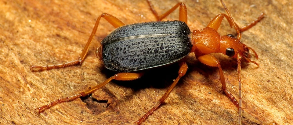 Bombardier Beetle | Monster Bug Wars Wikia | Fandom