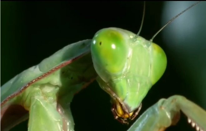 Giant Rainforest Mantis Monster Bug Wars Wikia Fandom