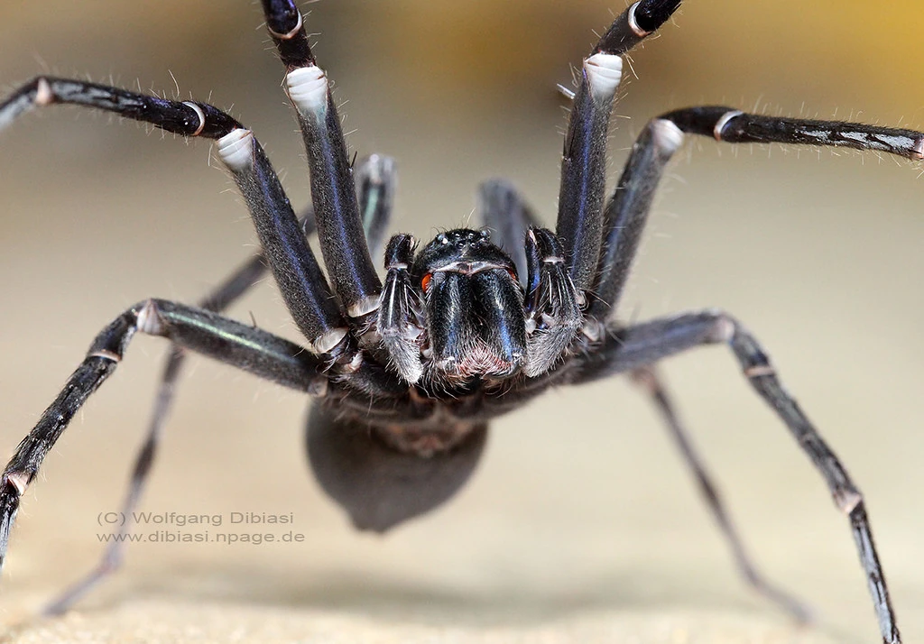 Black Jungle Stalker | Monster Bug Wars Wikia | Fandom