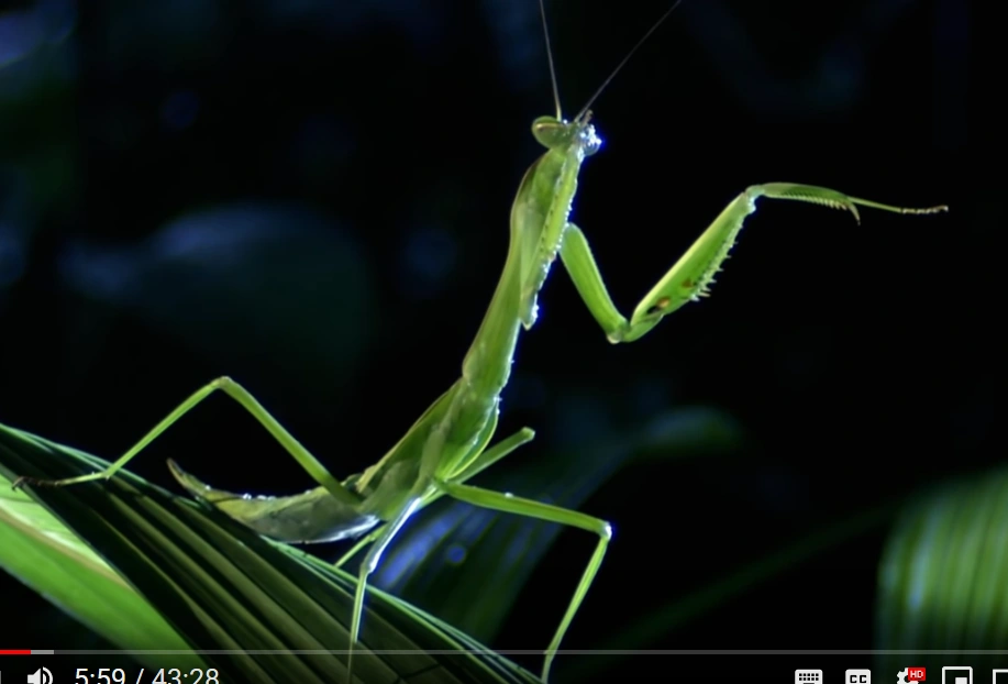 Leaf-Tailed Mantis | Monster Bug Wars Wikia | Fandom