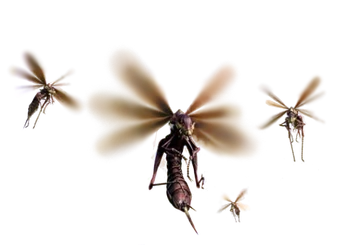 Vespoid | Wiki Monster Hunter | Fandom