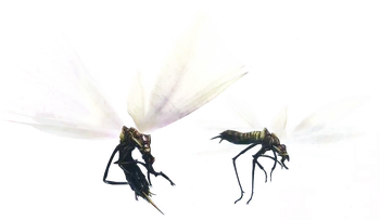 Vespoid | Wiki Monster Hunter | Fandom