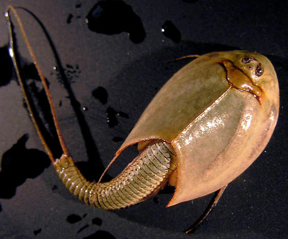 Imagen - Triops.jpg | Wiki Monster Legends | FANDOM powered by Wikia