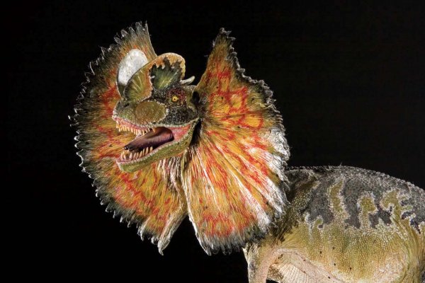 Dilophosaurus Monster Moviepedia Fandom Powered By Wikia
