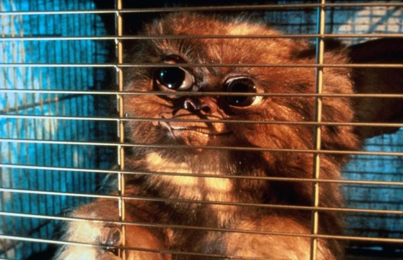 Category:Gremlins Characters | Monster Moviepedia | FANDOM powered by Wikia