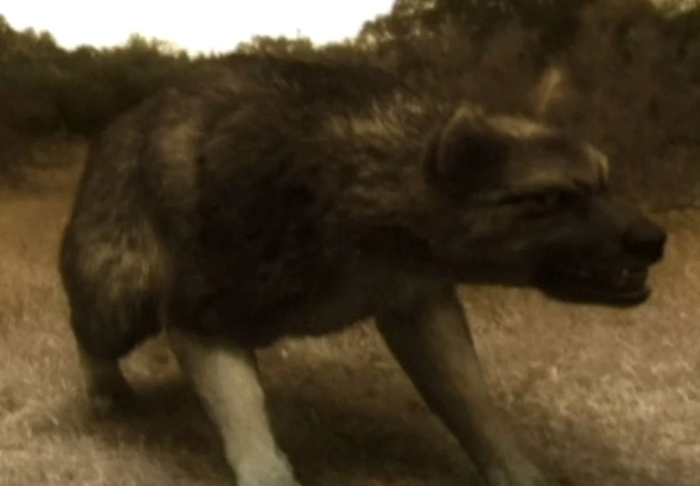 Category:Monsters Resurrected monsters | WikiBestiary | Fandom