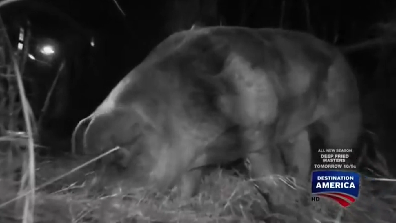 Image - Hogzilla.png | Mountain monsters aims Wikia | FANDOM powered by ...