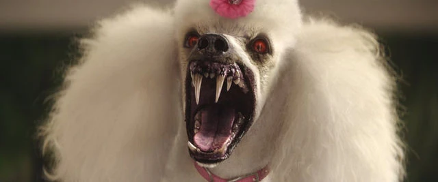 Fifi the Vampire Poodle | Movie Monster Wiki | Fandom