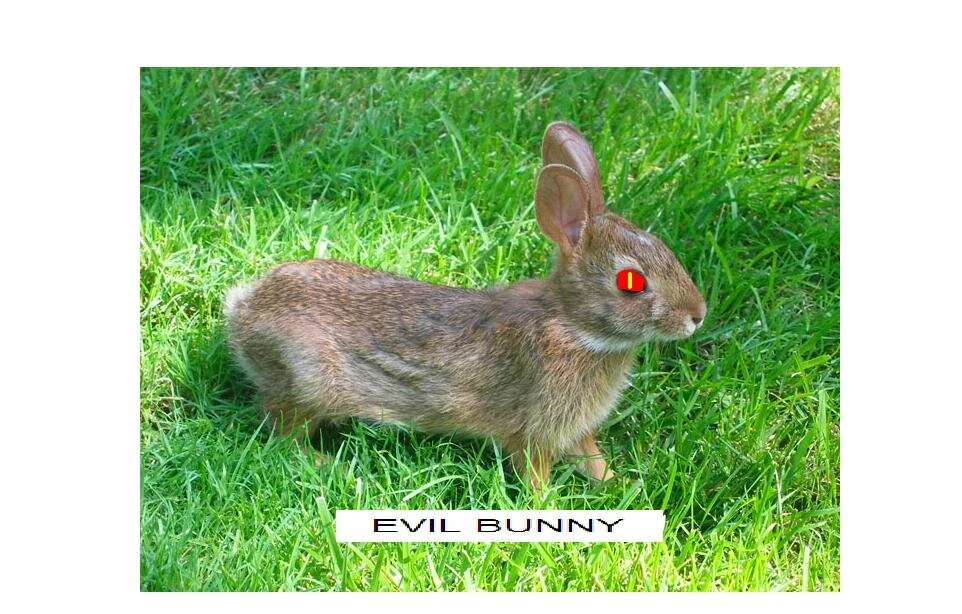 Evil Bunny | Movie ideas Wiki | Fandom