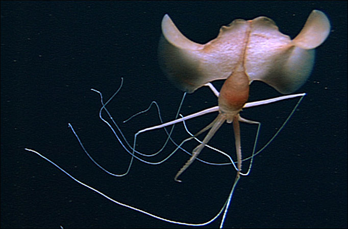 Image Alien Squid Made Up Characters Wiki Fandom Powered By Wikia