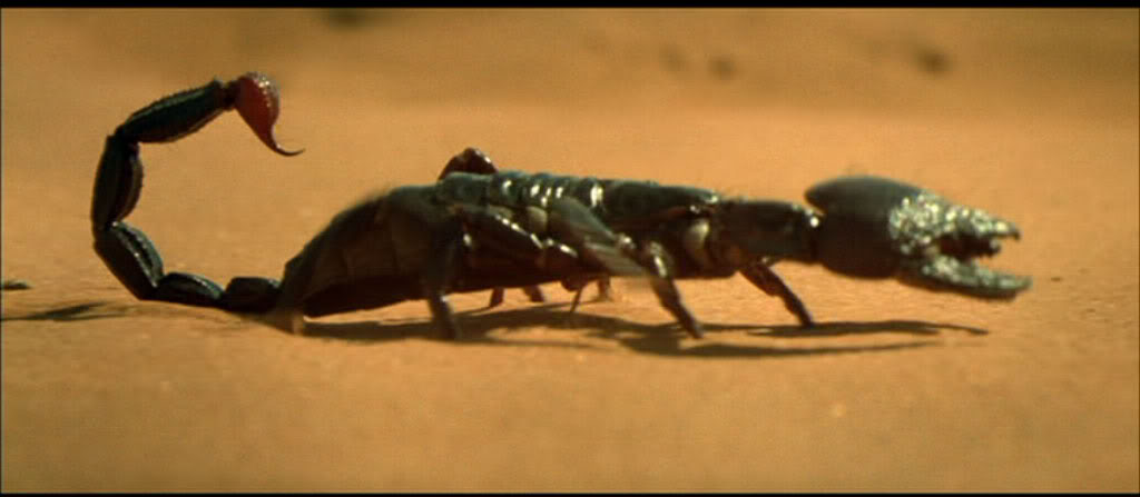 Scorpion | Rickipedia: The Mummy Wiki | FANDOM powered by Wikia Scorpion | Rickipedia: The Mummy Wiki | FANDOM powered by Wikia