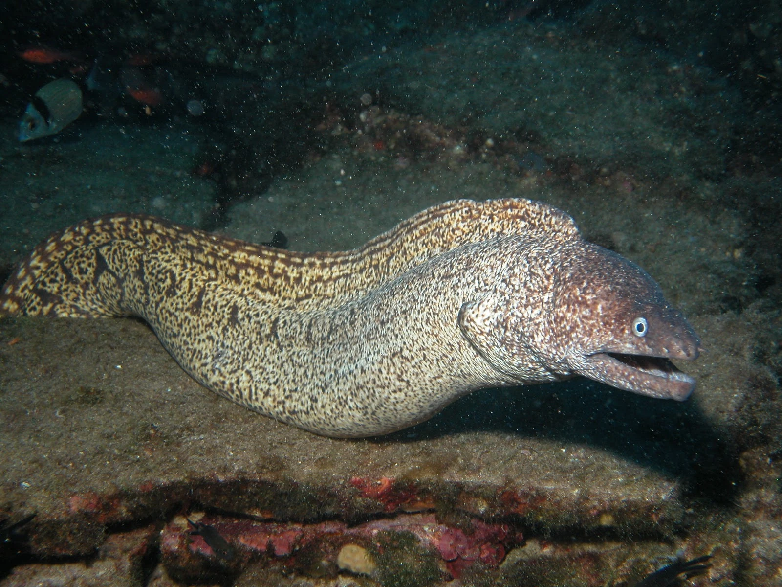 Morena | Wiki Mundo acuático | FANDOM powered by Wikia