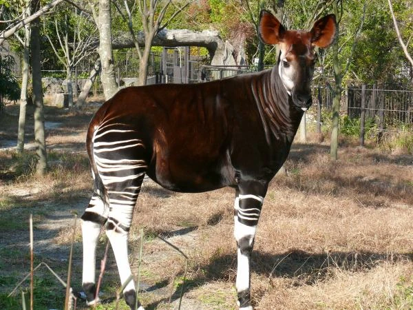 Ocapi | Wiki Mundo Animal | Fandom