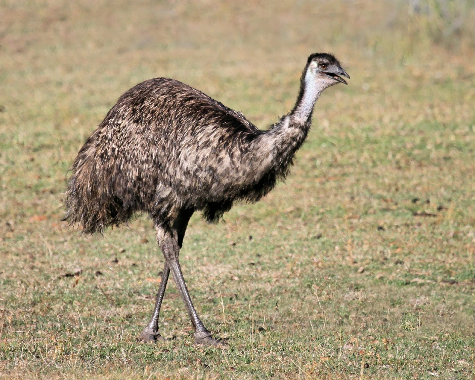 Emu | Wiki Mundo Animal | FANDOM powered by Wikia