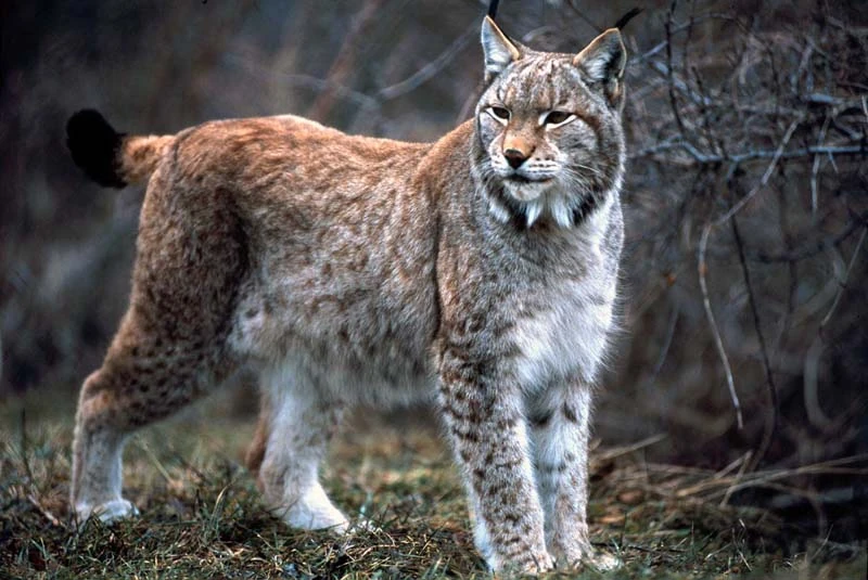 Lince | Wiki Mundo Animal | FANDOM powered by Wikia
