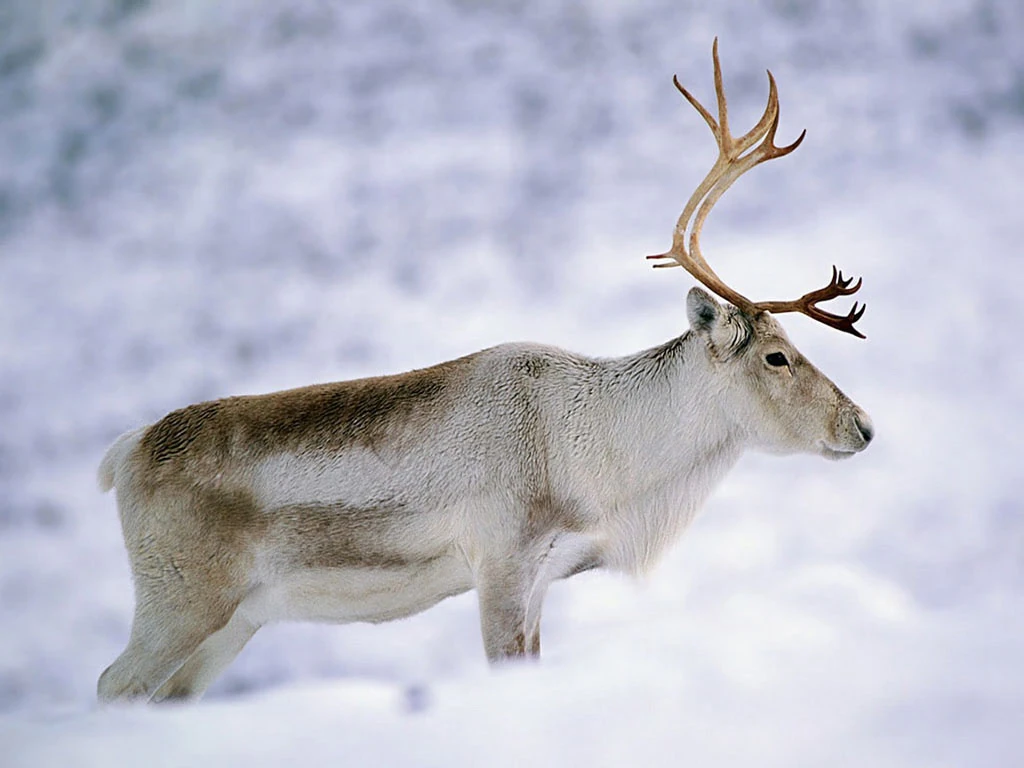 Rena | Wiki Mundo Animal | FANDOM powered by Wikia