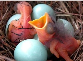 Imagem - Filhote de pombo.jpg | Wiki Mundo Animal | FANDOM powered by Wikia