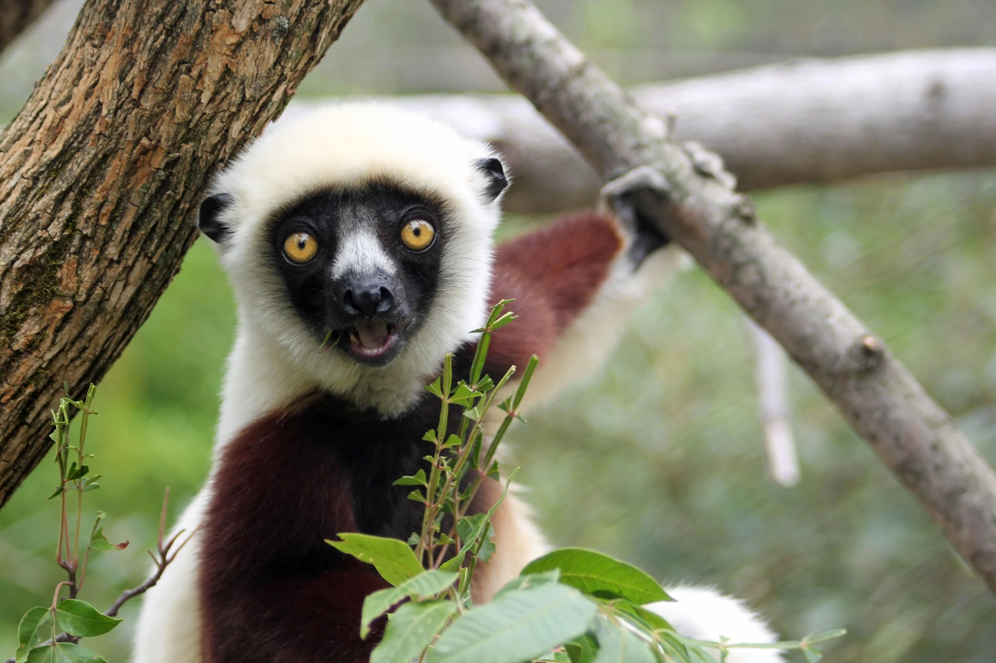 Lêmure-Sifaka | Wiki Mundo Animal | Fandom