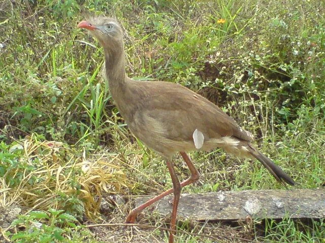 Seriema | Wiki Mundo Animal | Fandom