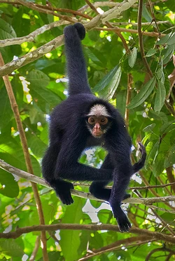 Macaco-Aranha | Wiki Mundo Animal | Fandom