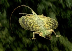 Dragão-Voador | Wiki Mundo Animal | Fandom