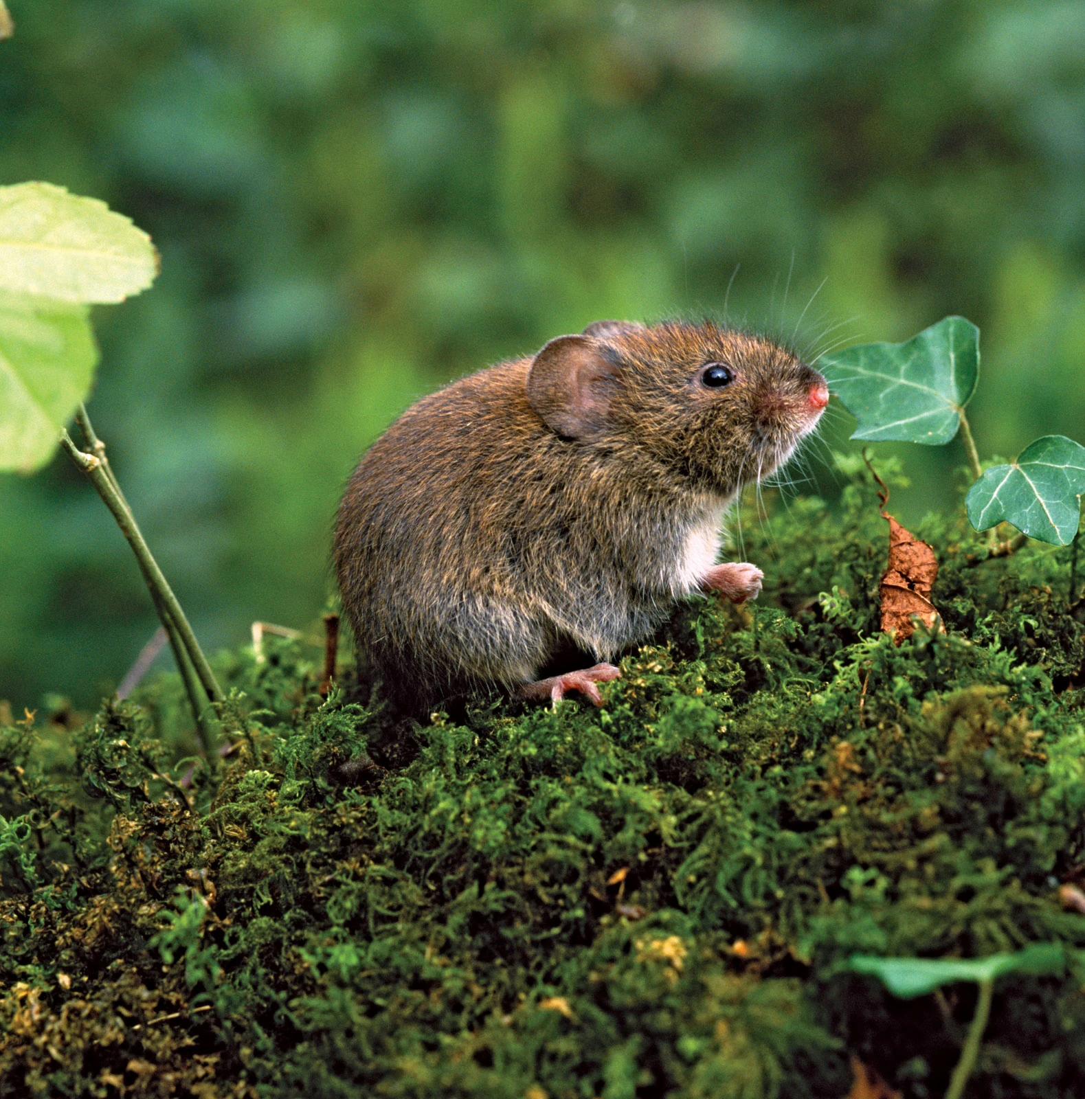 Arganaz | Wiki Mundo Animal | FANDOM powered by Wikia