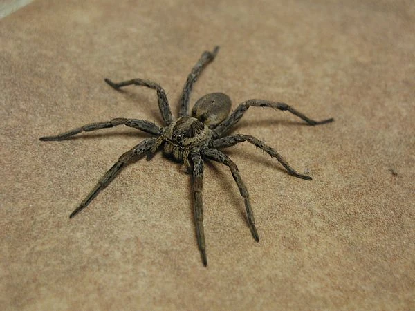 Aranha | Wiki Mundo Animal | Fandom
